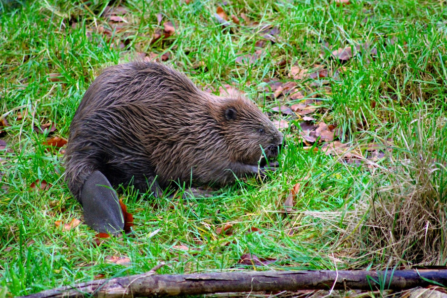 Biosphaerium Elbtalaue: Biberanlage